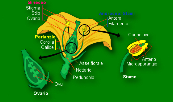 Anatomia del peperoncino