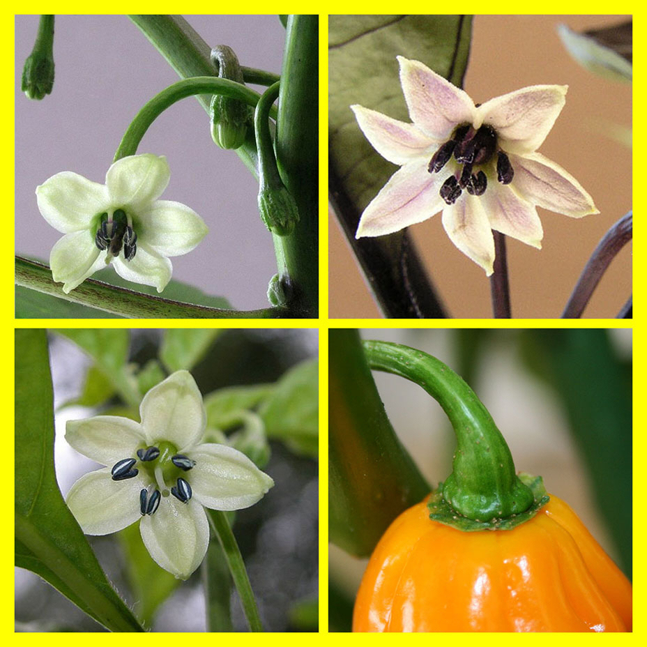 Main species of chili