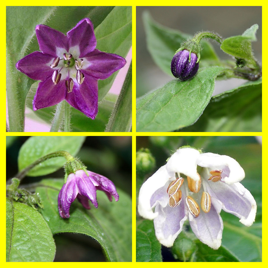 Main species of chili