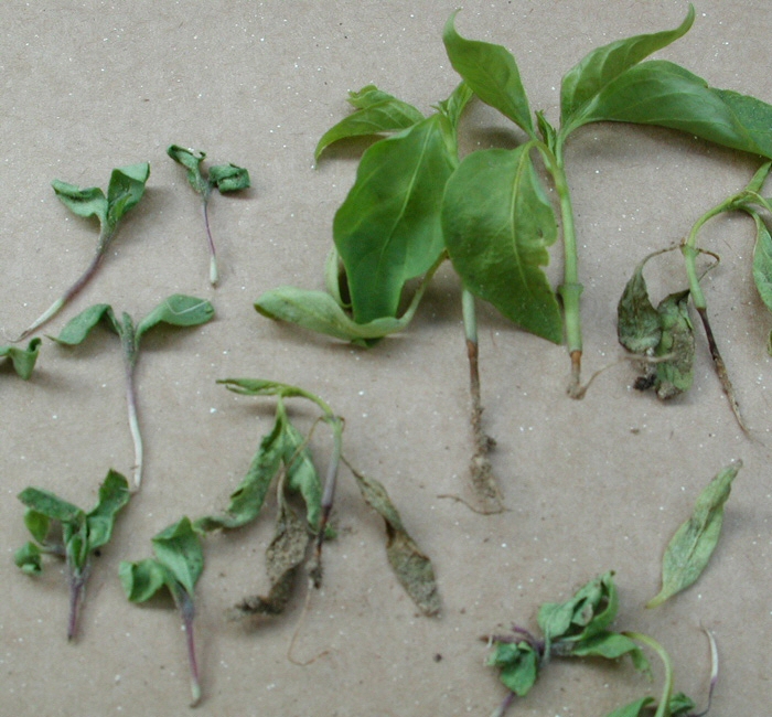 Plant diseases of chilli