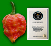 Hottest chili pepper