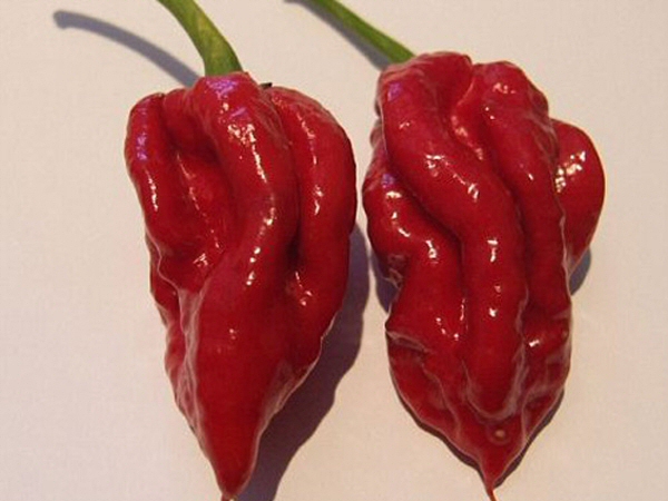 Hottest chili pepper