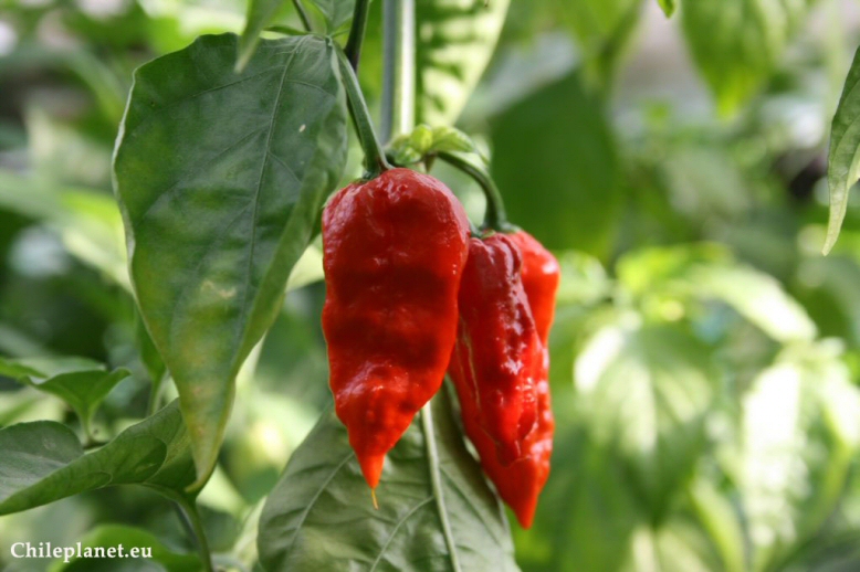 Chileplanet.eu-Chileplanet.eu-Photo gallery of chili