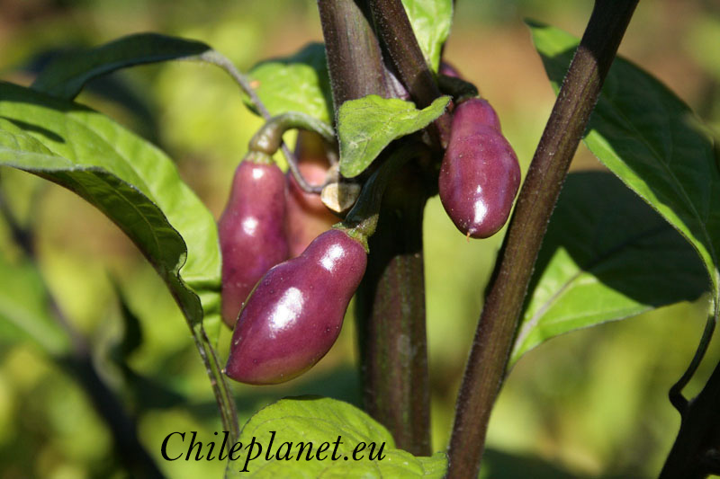 Cabaca roxa