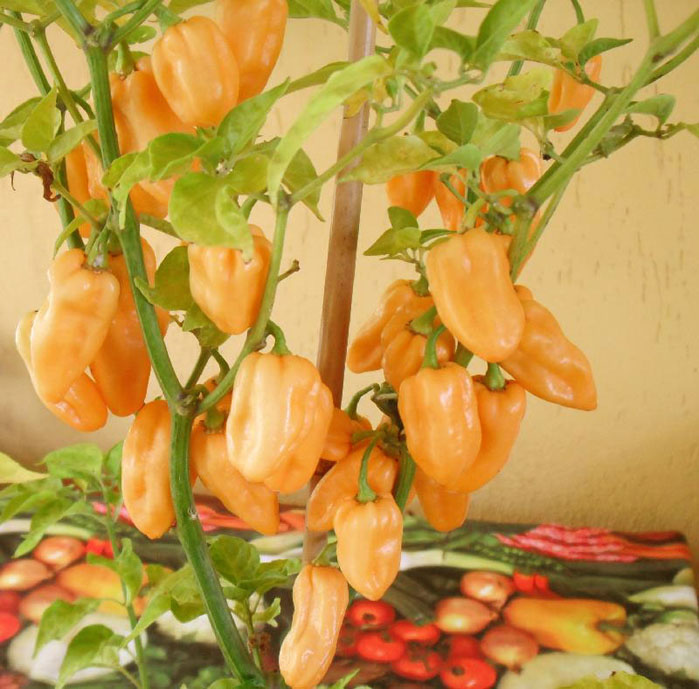 Fatalii Orange