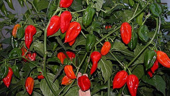 Fatalii Red