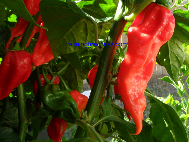 Fatalii Red