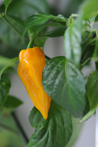 Fatalii Yellow