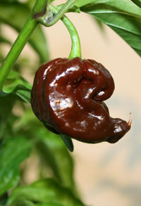 Trinidad Scorpion Chocolate