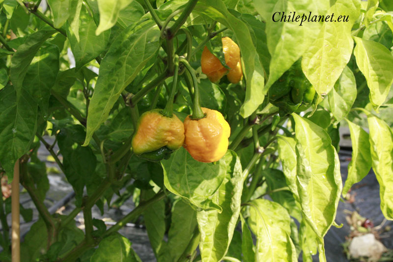 Trinidad Scorpion Moruga Yellow